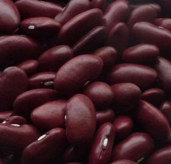 Whole Catalog - SeedWise.com
