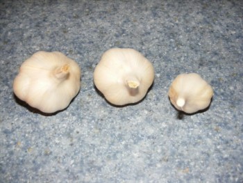 Garlic - SeedWise.com