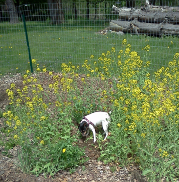 Jacob's Cattle Seeds - Beans - SeedWise.com