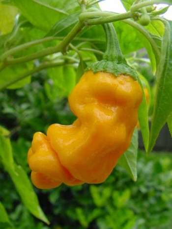 SeedWise - Buy Organic Seeds directly from the farmer - SeedWise.com