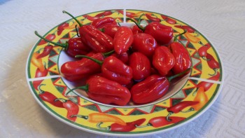 Refining Fire Chiles farmer profile - SeedWise.com
