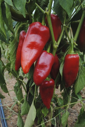 Peppers - Sweet - SeedWise.com