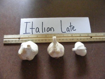 Garlic - SeedWise.com