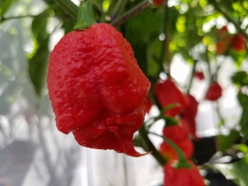 SeedWise - Buy Organic Seeds directly from the farmer - SeedWise.com