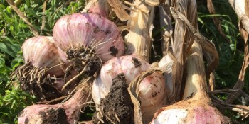 Garlic - SeedWise.com