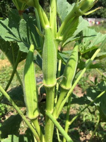 Okra - SeedWise.com