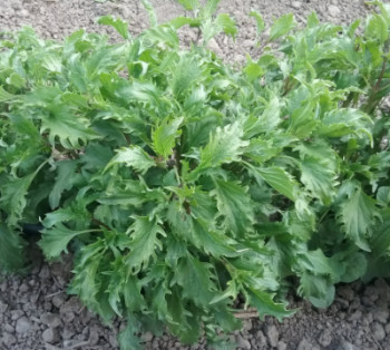 Basil - SeedWise.com