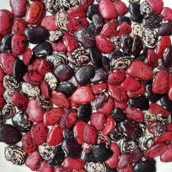 Whole Catalog - SeedWise.com