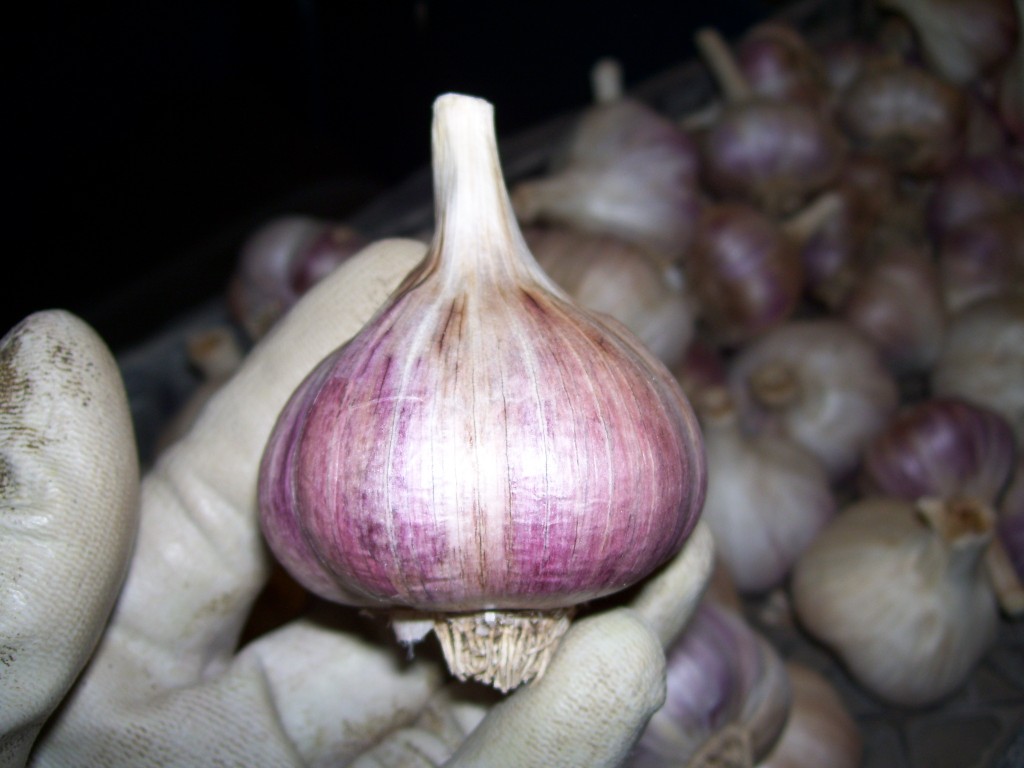 Russian Red Garlic Bulb (TheProfessionalGardener.com) - SeedWise ...