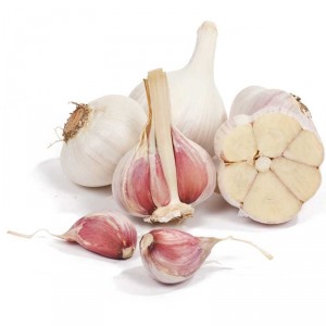 Russian Red Garlic Variety - SeedWise - SeedWise.com