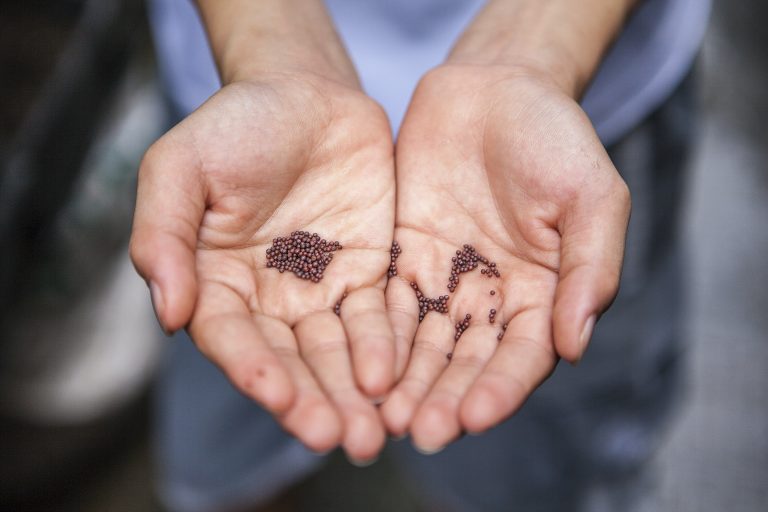 hand holding seeds - SeedWise - SeedWise.com